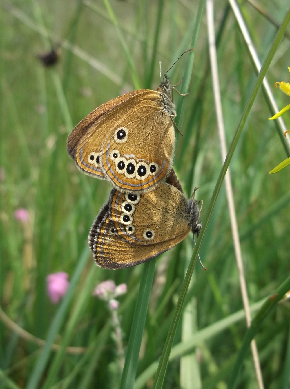 Référentiel – Fadet des Laîches – Plan Régional d'Actions en faveur des ...